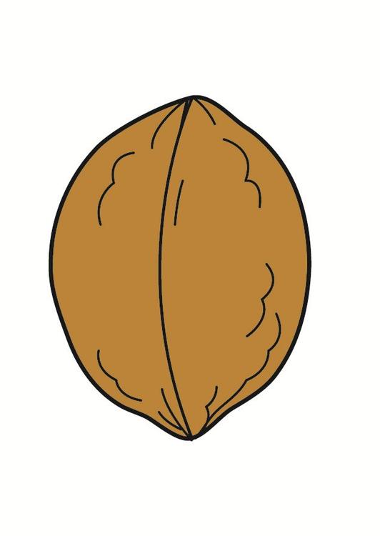 Bild Nuss - Kostenlose Bilder Zum Ausdrucken - Bild 23308.