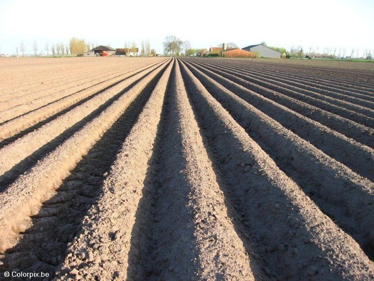 Foto Acker - Kostenlose Fotos Zum Ausdrucken - Bild 4887.