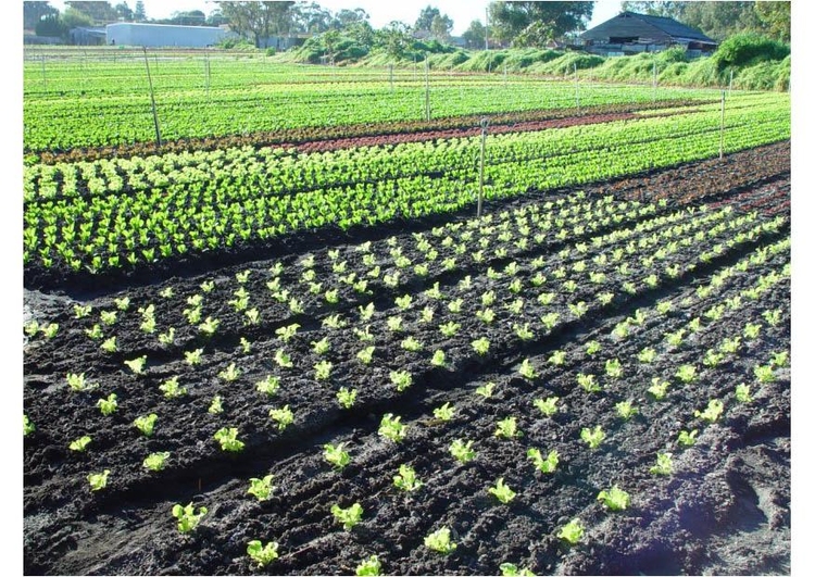 Foto Acker - Kostenlose Fotos Zum Ausdrucken - Bild 8469.