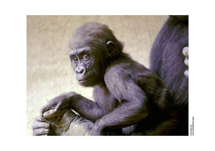 Foto Affe - Kostenlose Fotos Zum Ausdrucken - Bild 2918.