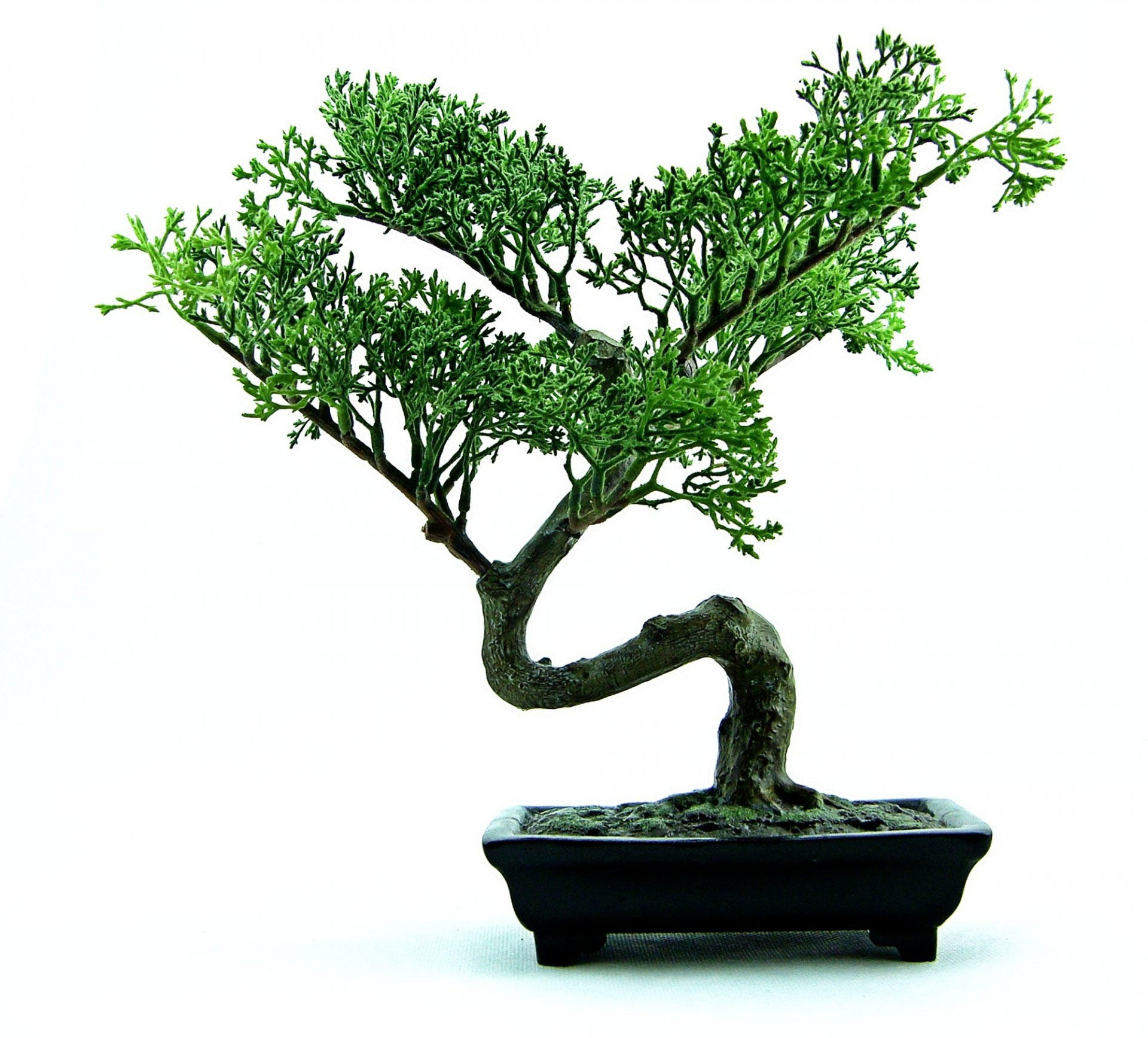 Foto von einem Bonsai mit grünen Blättern und einem gewundenen Stamm in ...