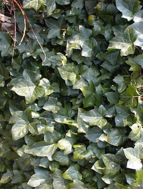 Foto Efeu - Kostenlose Fotos Zum Ausdrucken - Bild 5080.