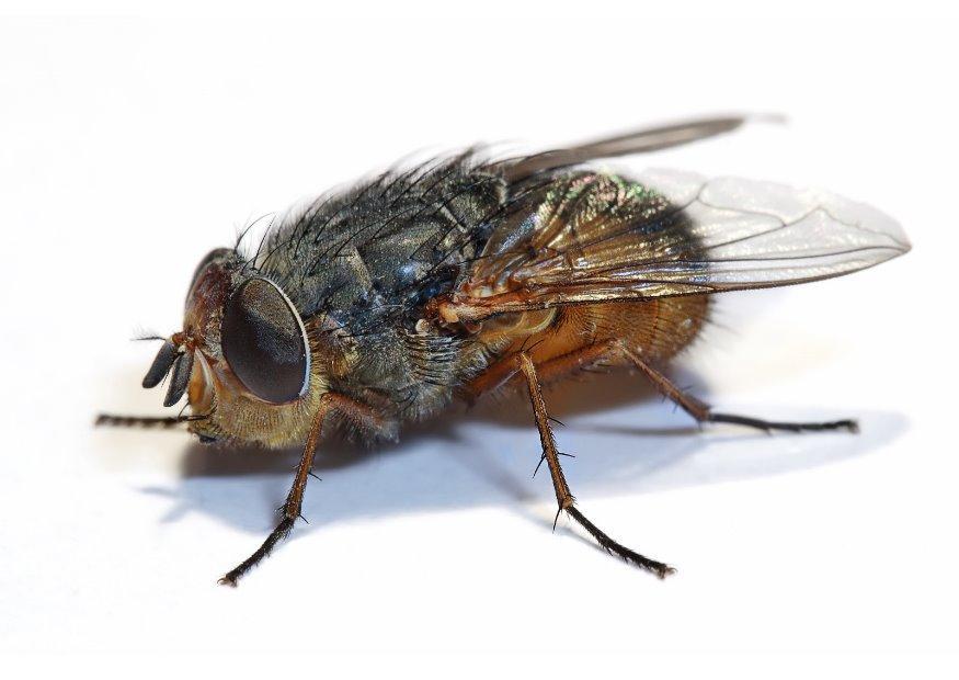 Foto von einer Fliege mit großen Augen und einem behaarten Rücken