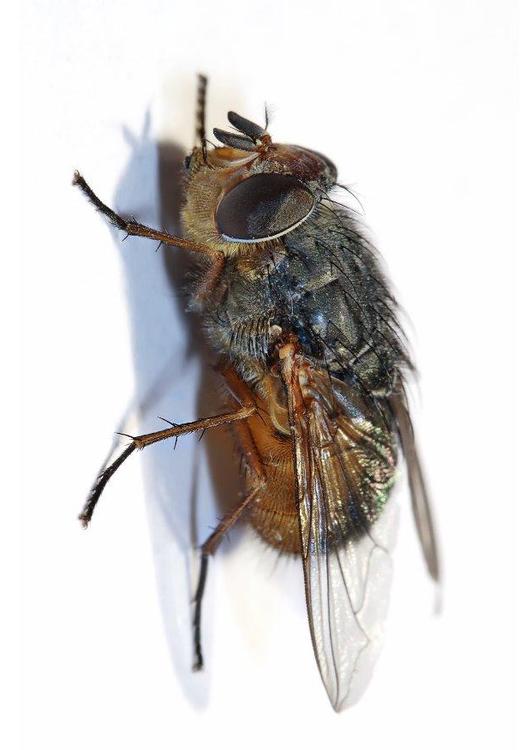 Foto Fliege - Kostenlose Fotos Zum Ausdrucken - Bild 7291.