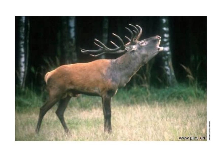 Foto Hirsch - Kostenlose Fotos Zum Ausdrucken - Bild 2930.