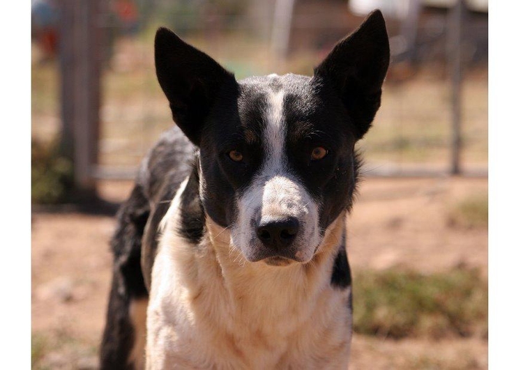 Foto Hund - Kostenlose Fotos Zum Ausdrucken - Bild 11602.