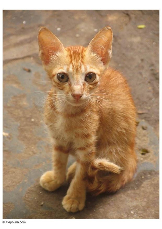 Foto Katze - Kostenlose Fotos Zum Ausdrucken - Bild 11600.