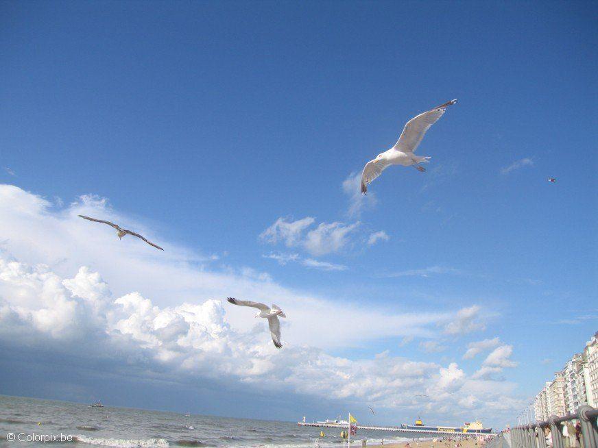 Foto von Möwen am Strand