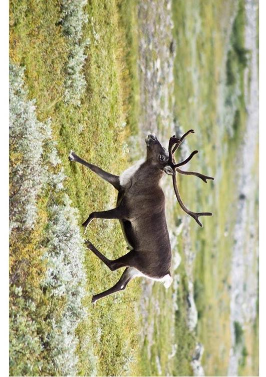 Foto Rentier - Kostenlose Fotos Zum Ausdrucken - Bild 8578.