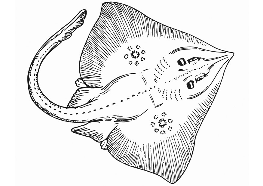 Malvorlage Rochen - Kostenlose Ausmalbilder Zum Ausdrucken - Bild 12911.