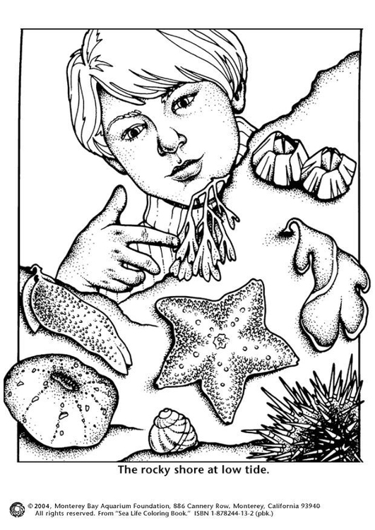 Malvorlage unterwasserleben - ebbe - Kostenlose Ausmalbilder Zum ...